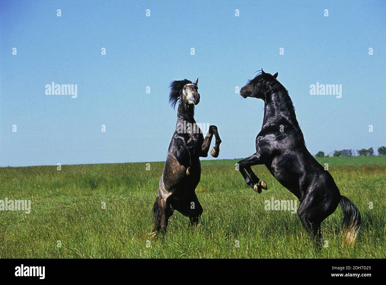 Lusitano Horse, Stallions fighting Stock Photo - Alamy