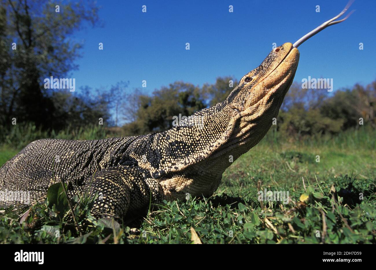 Water Monitor Lizard, varanus salvator, Adult with Tongue out Stock ...