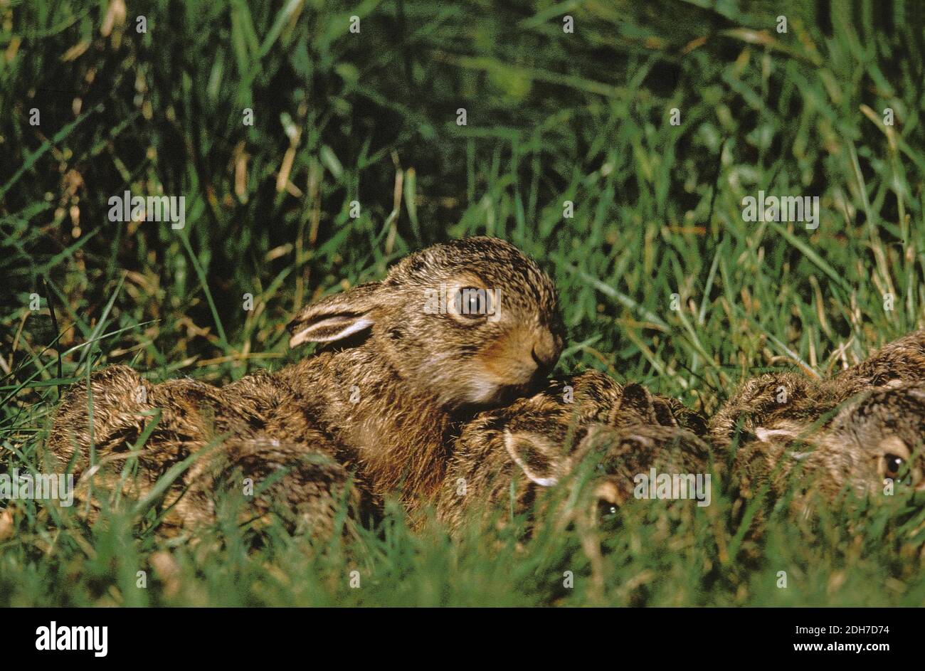European Brown Hare, lepus europaeus, Leverets hidden in Grass, France ...