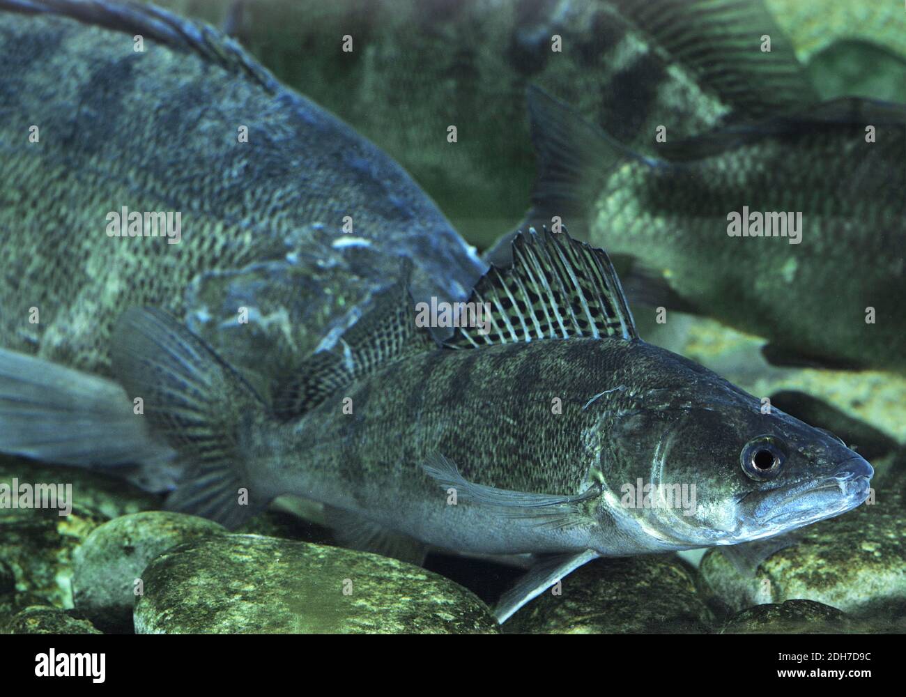 Fish zander animal animals fish hi-res stock photography and images - Alamy