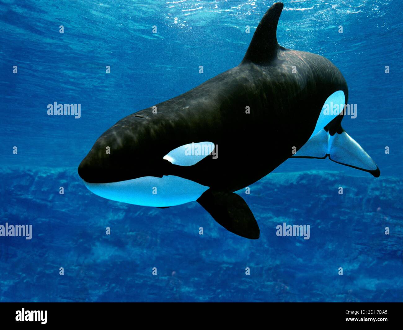 Orca profile hi-res stock photography and images - Alamy