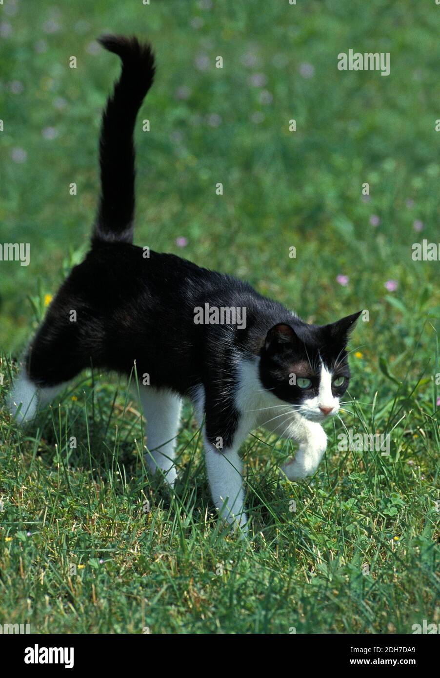 Black and White Domestic Cat, Adult walking on Grass Stock Photo - Alamy