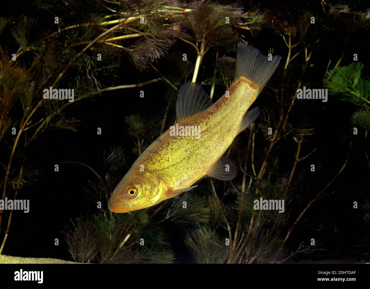 Tench, tinca tinca Stock Photo - Alamy