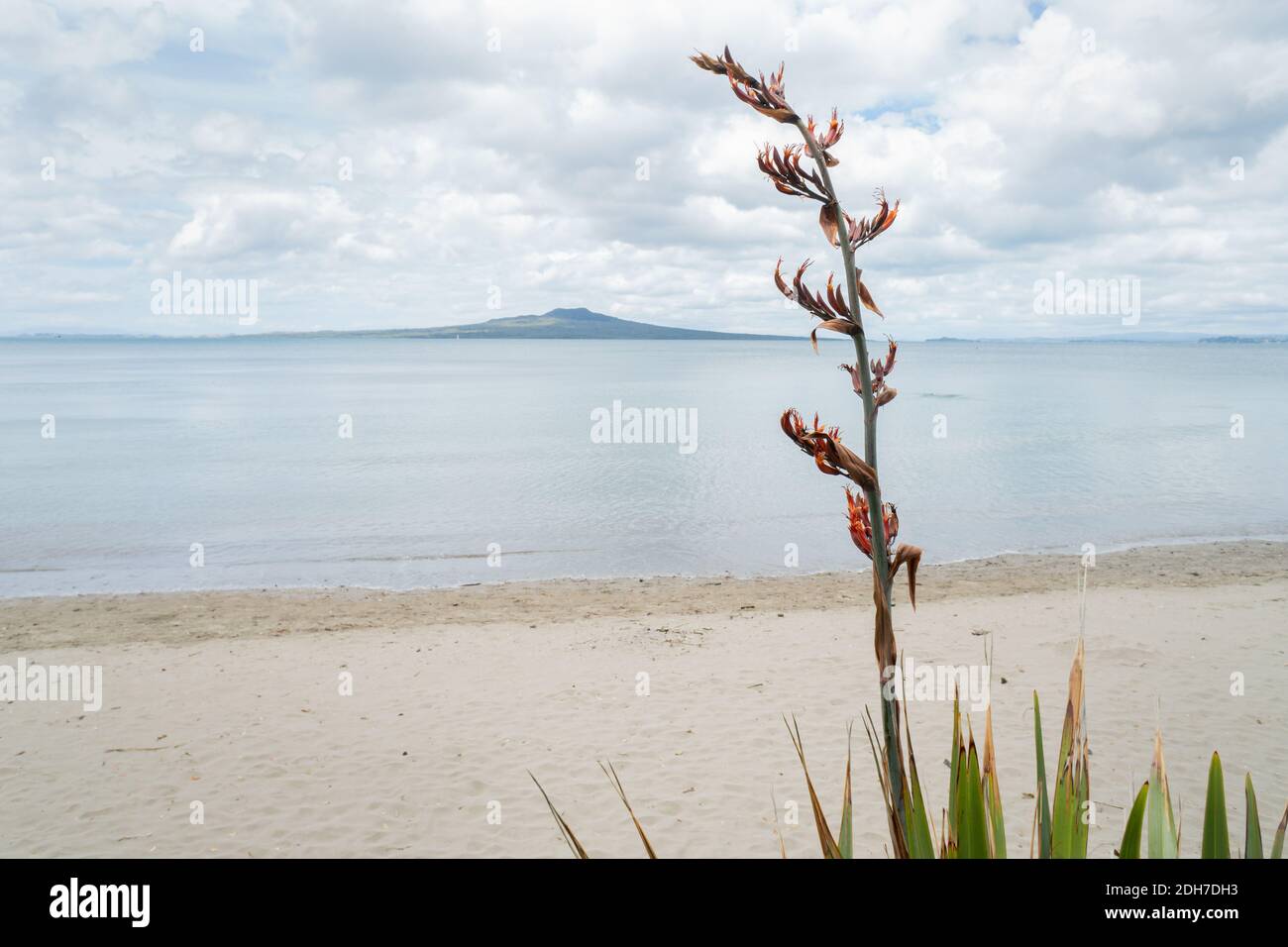 Harakeke hi-res stock photography and images - Alamy