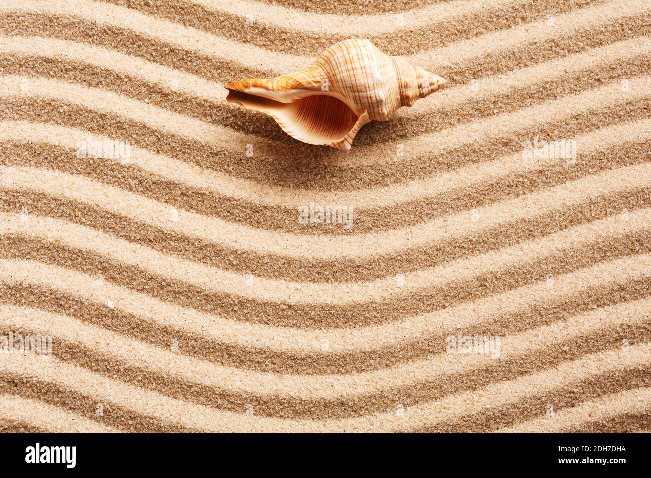 Long seashell lie on the dunes. With place for design, text place. Top ...