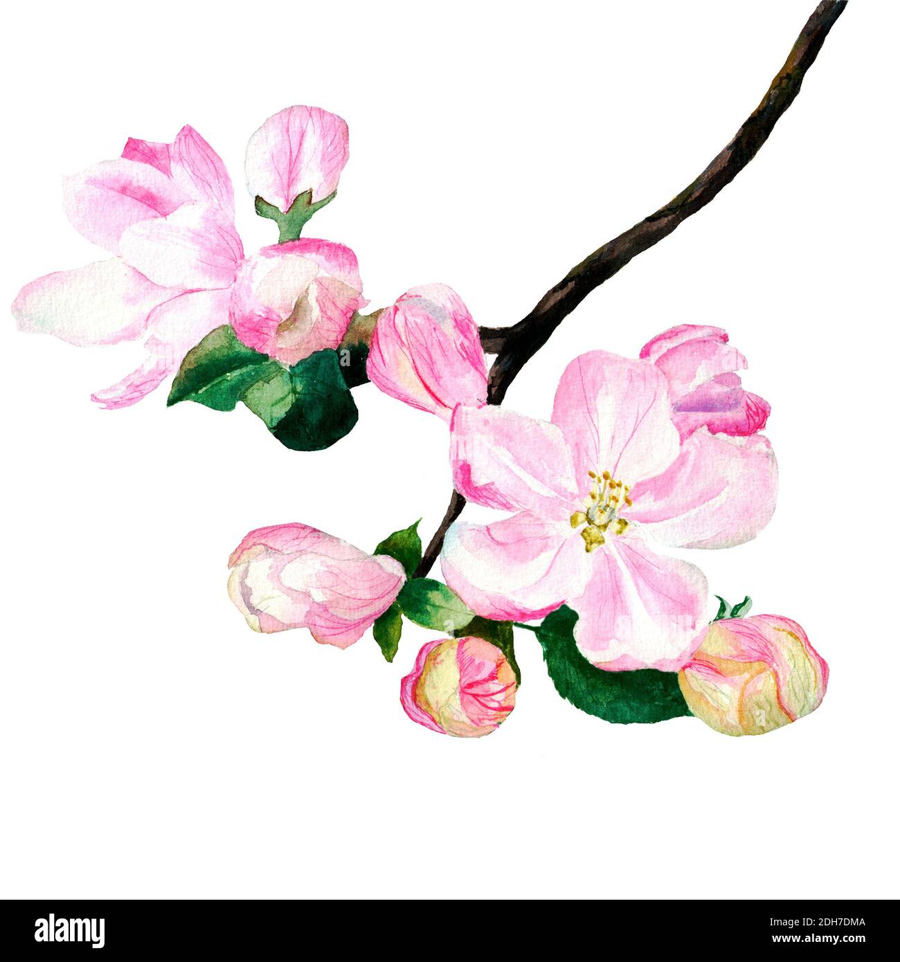 Apple Blossom Branch Painting