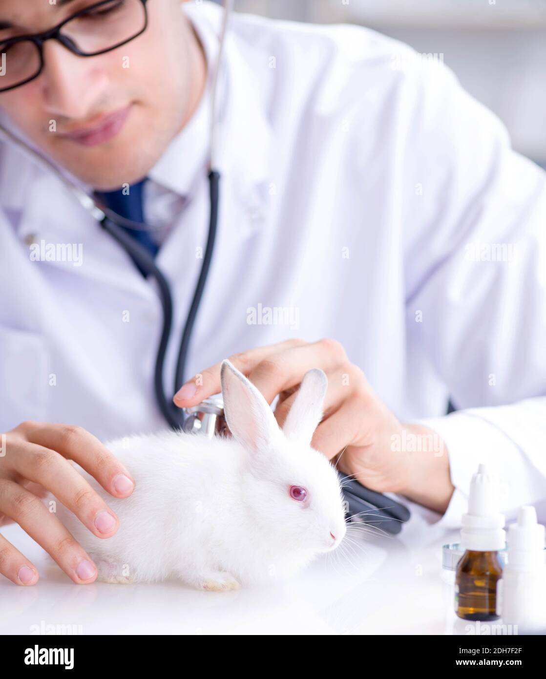 Vet doctor examining pet rabbit in clinic Stock Photo - Alamy