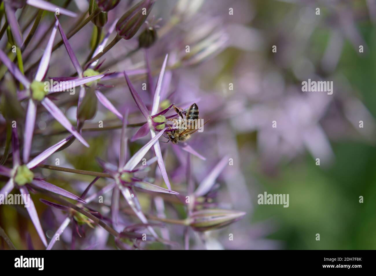 Persian onion or star of Persia flower and a bee close up, bee ...