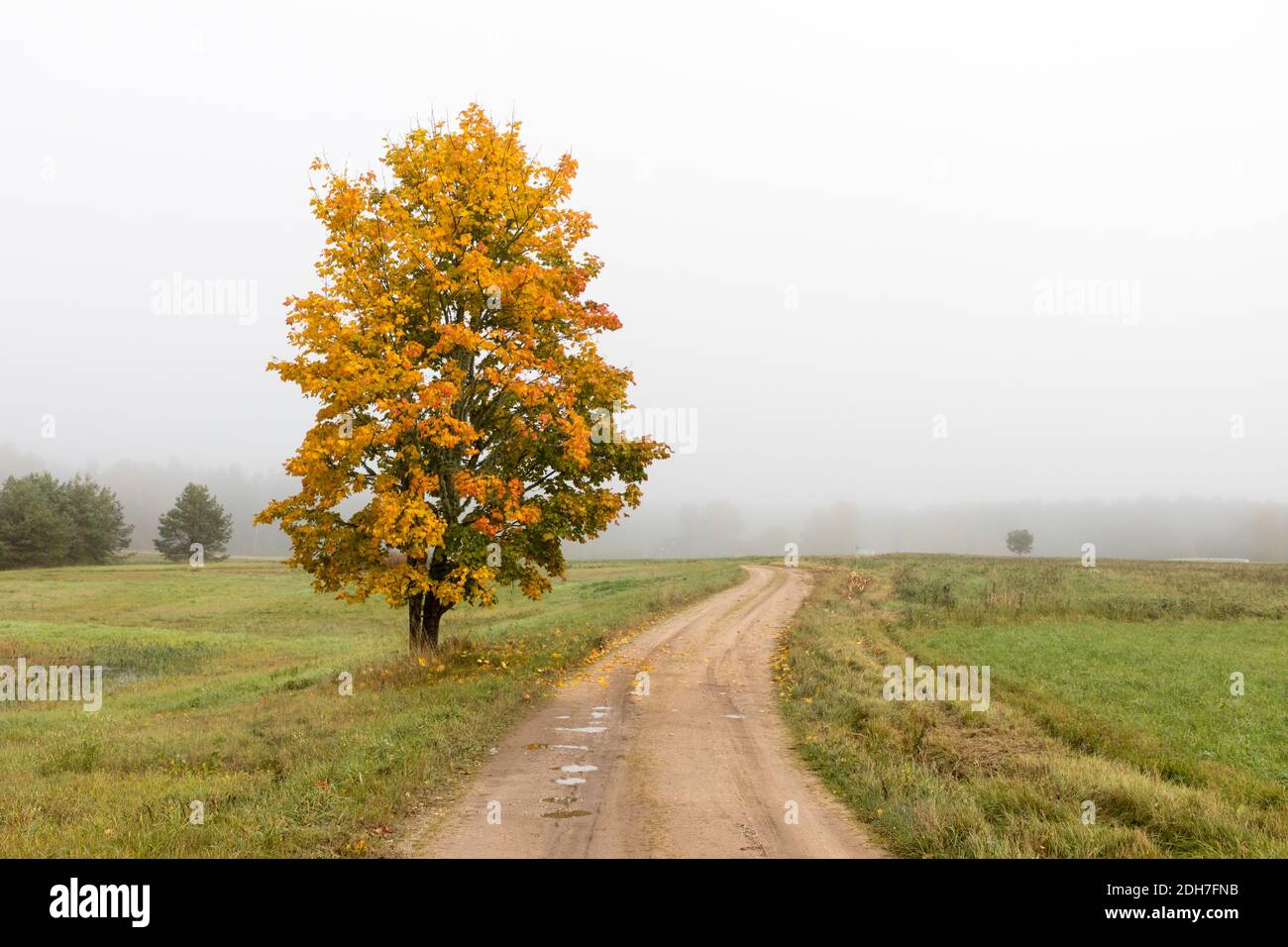 A closeup shot of a path in a landscape on a foggy autumn day Stock ...