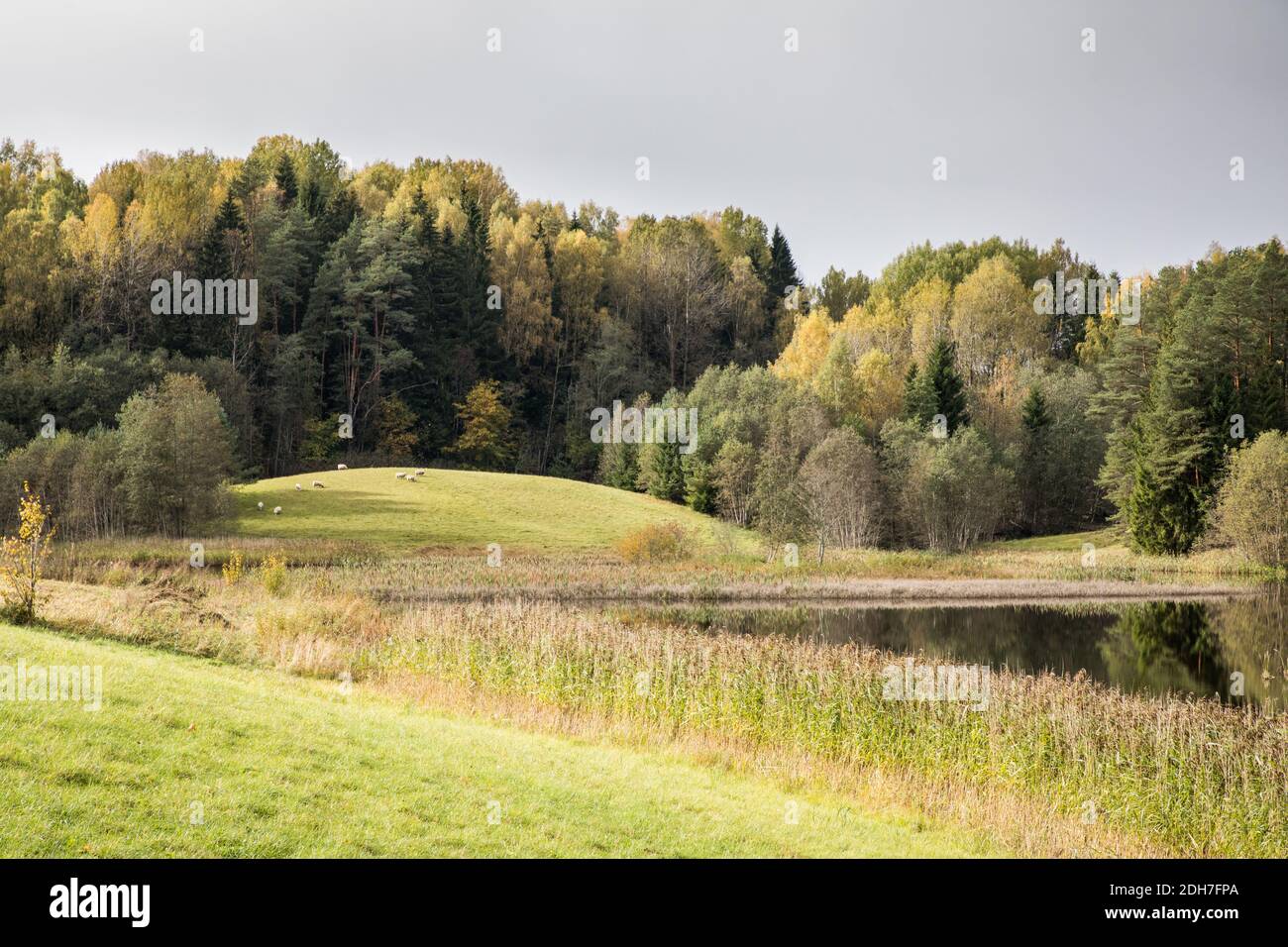 Beautiful tranquil mist clad natural lake surrounded by autumn colored ...