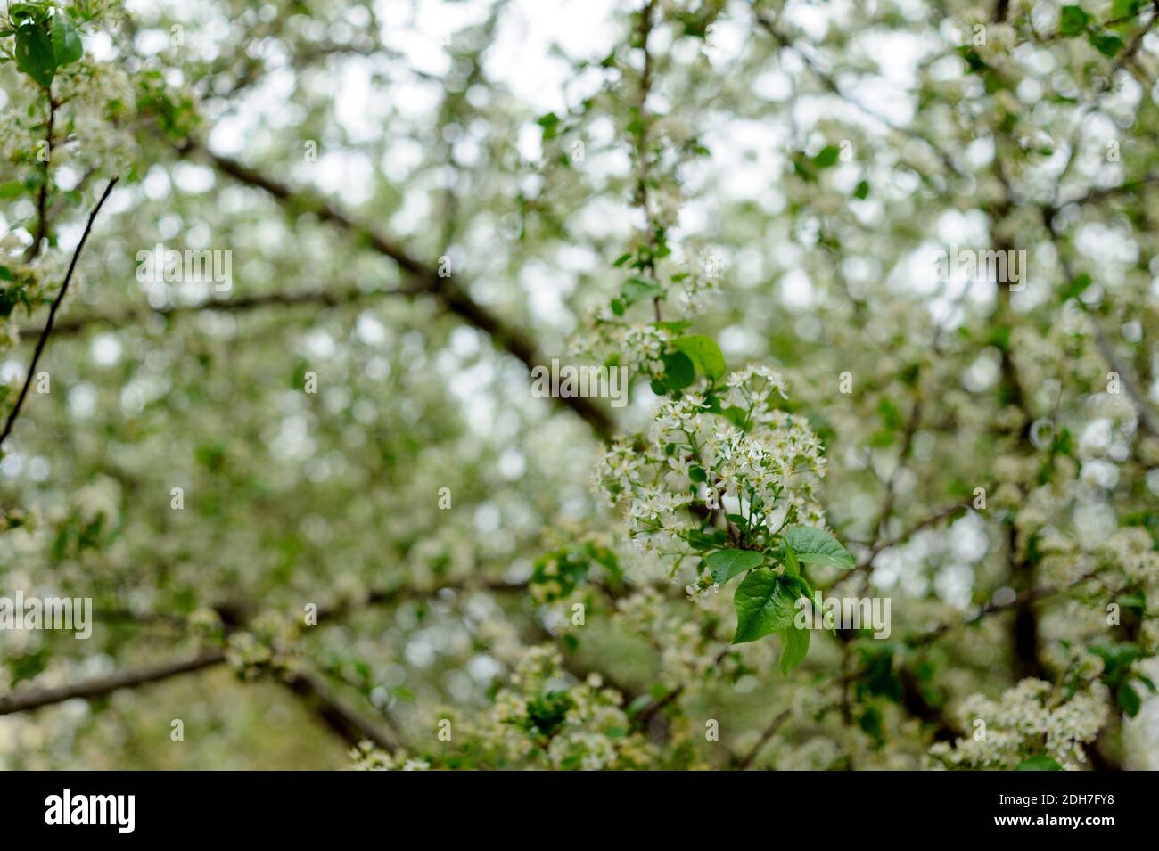 beautiful closeup spring blossoming tree. Blooming trees in spring ...
