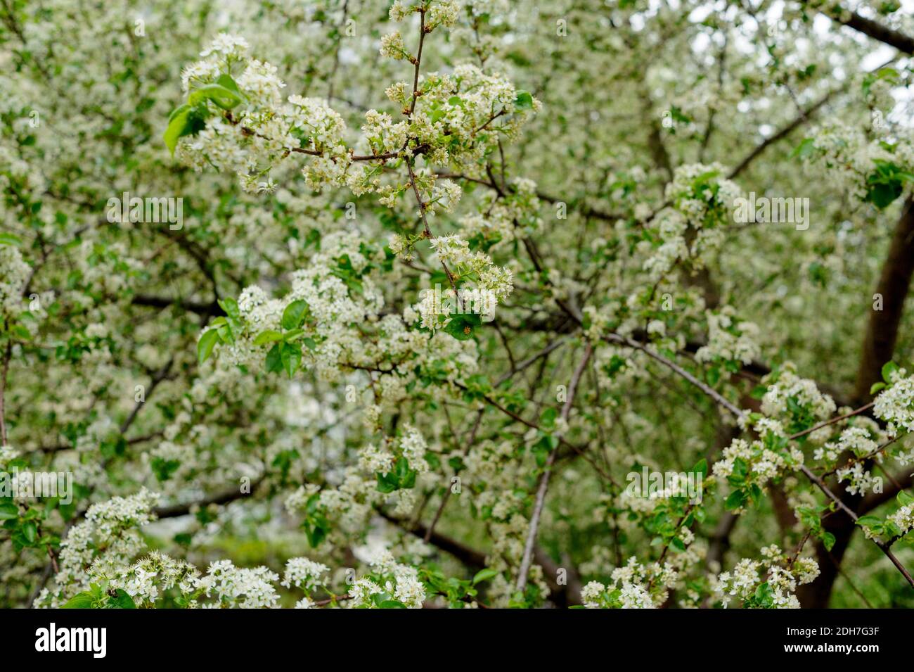 beautiful closeup spring blossoming tree. Blooming trees in spring ...