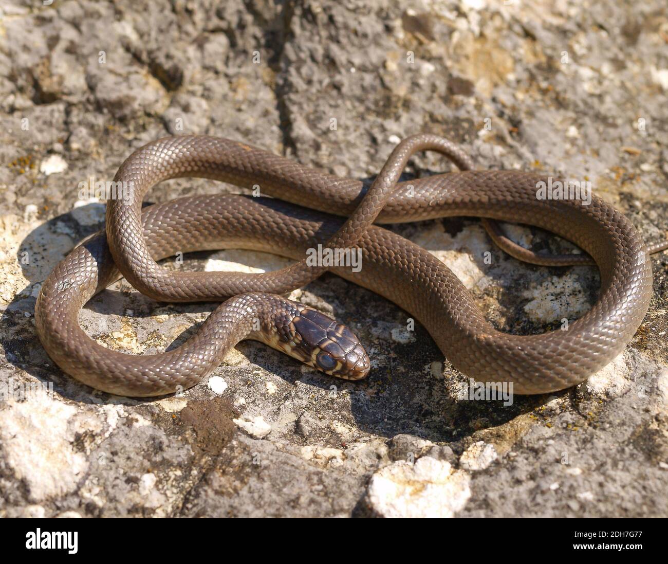 Balkan whip snake hierophis gemonensis hi-res stock photography and ...