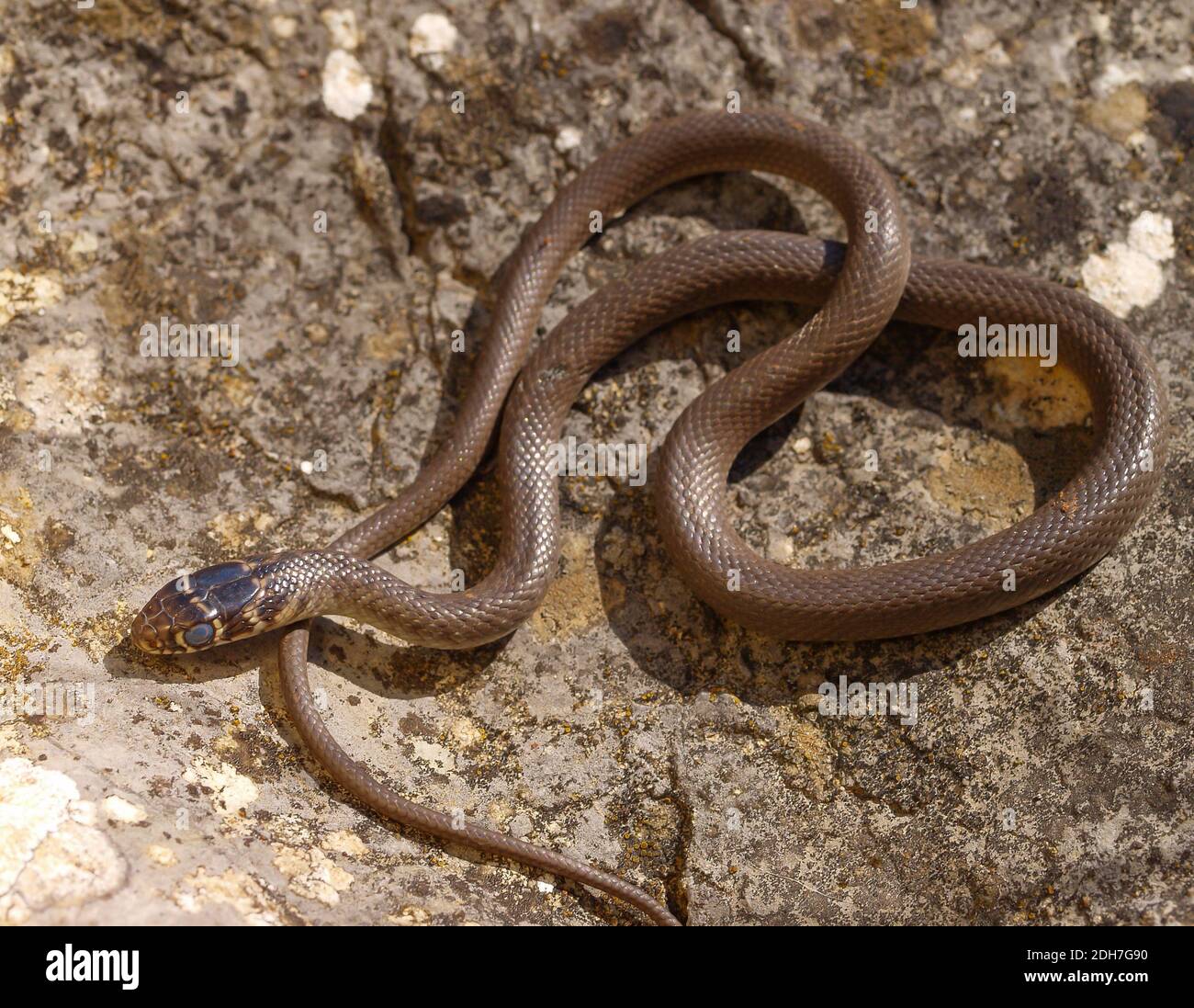 Balkan whip snake, Hierophis gemonensis, Coluber gemonensis in croatia ...