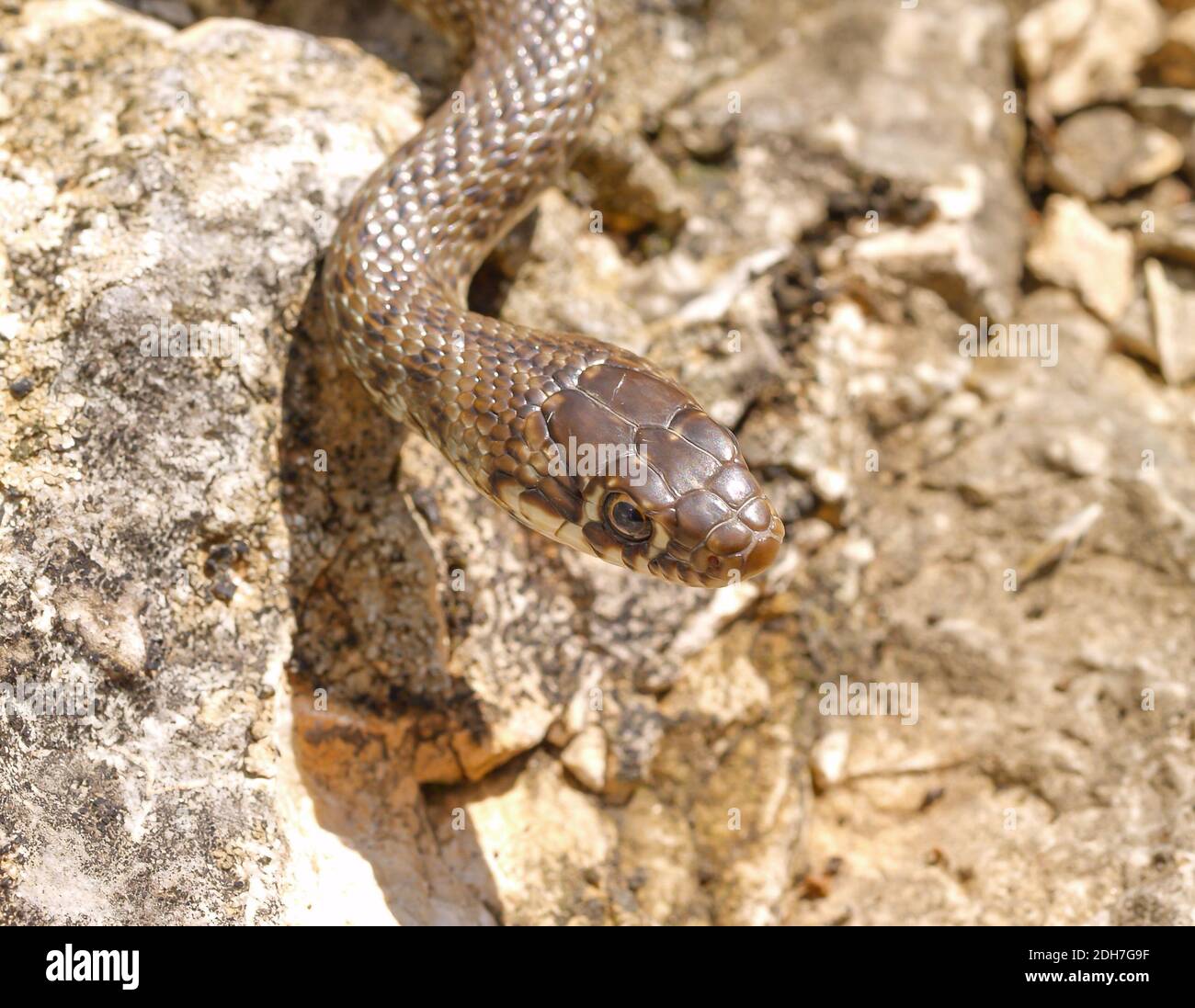 Balkan whip snake, Hierophis gemonensis, Coluber gemonensis in croatia ...