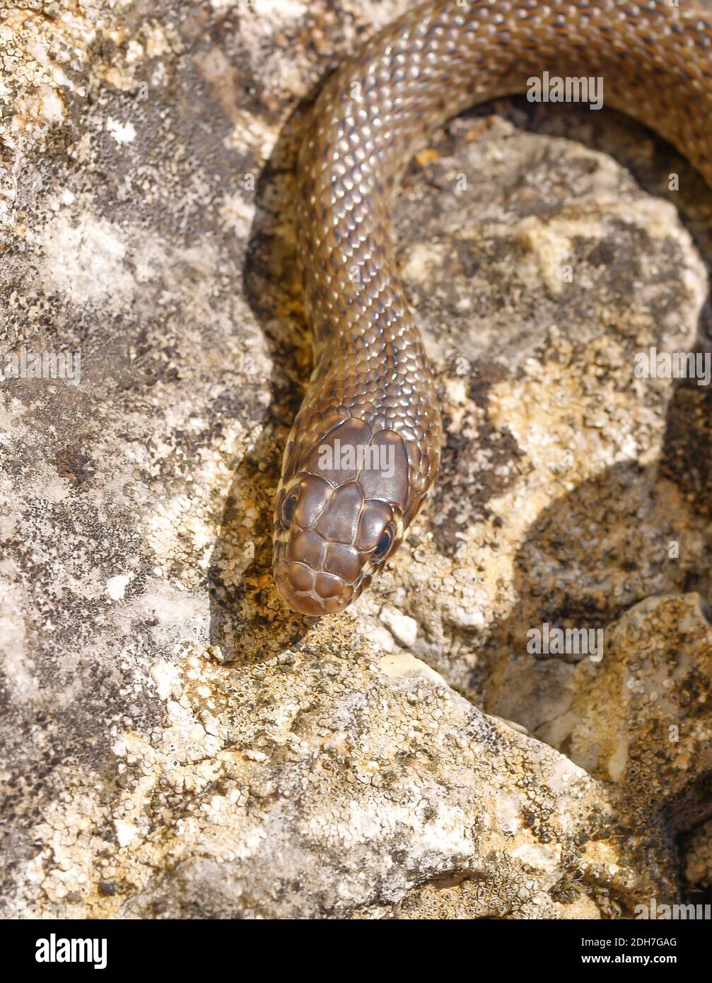Balkan whip snake, Hierophis gemonensis, Coluber gemonensis in croatia ...
