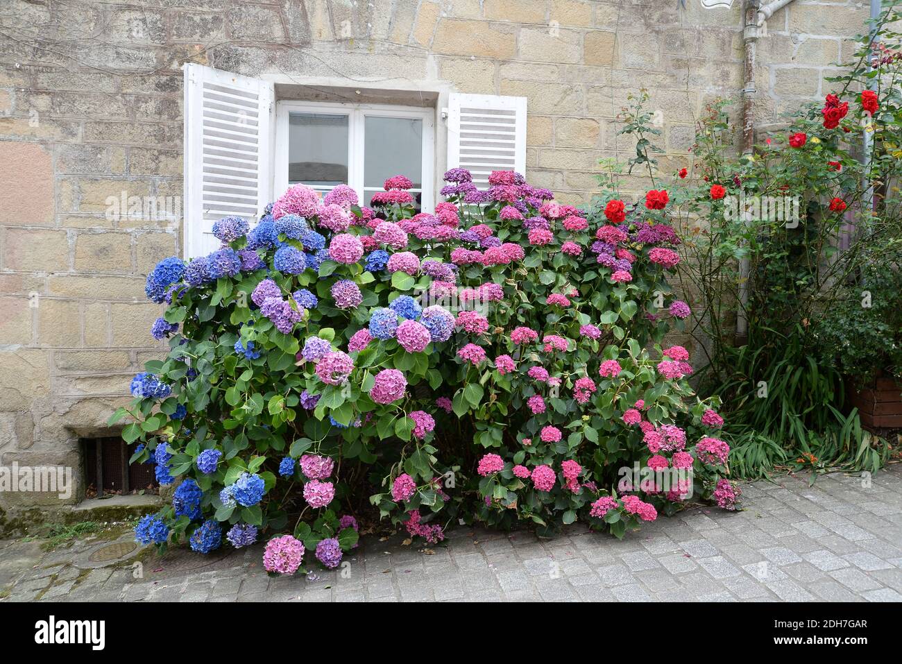 Window with hydrangeas in Brittany Stock Photo - Alamy