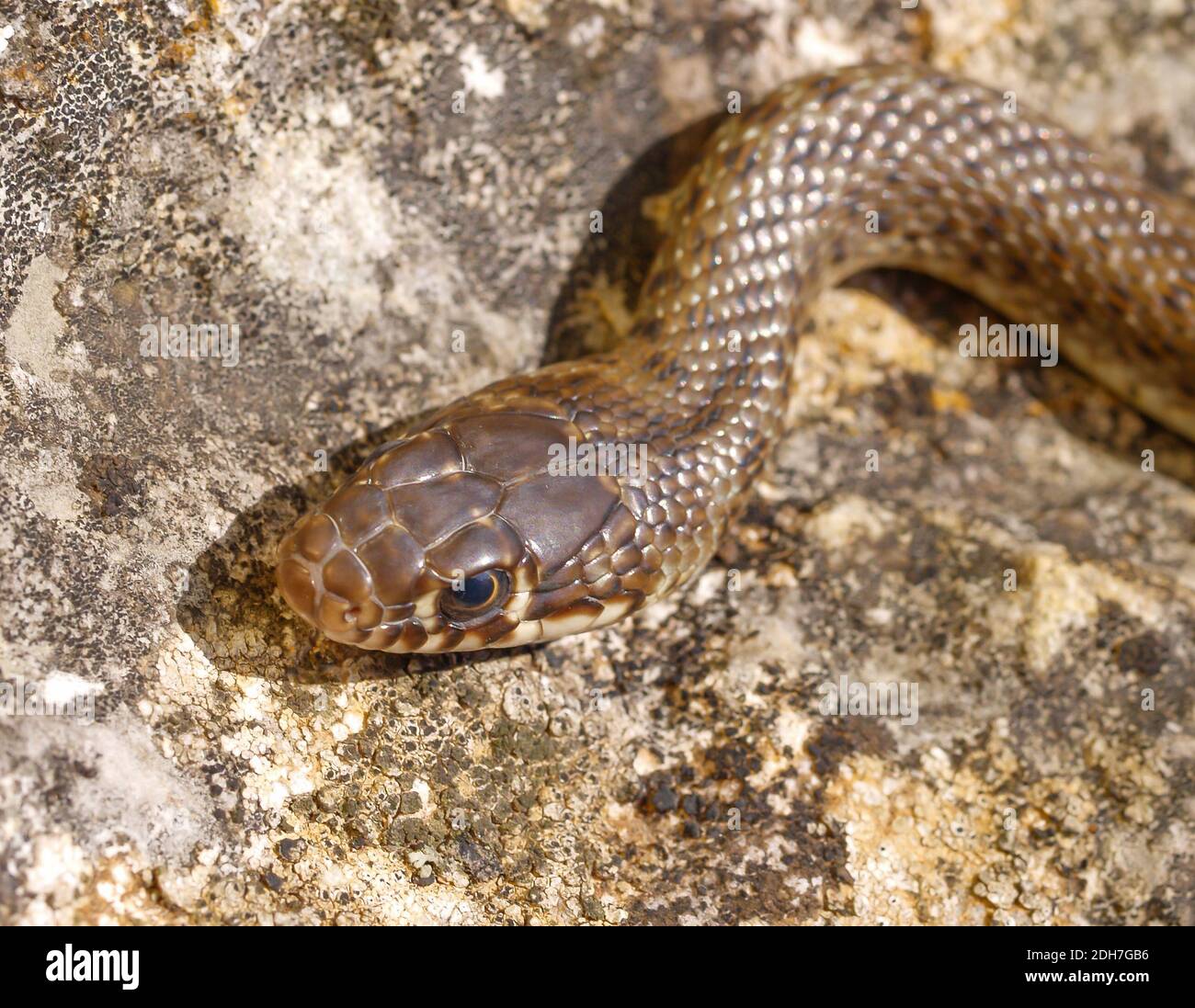 Balkan whip snake, Hierophis gemonensis, Coluber gemonensis in croatia ...