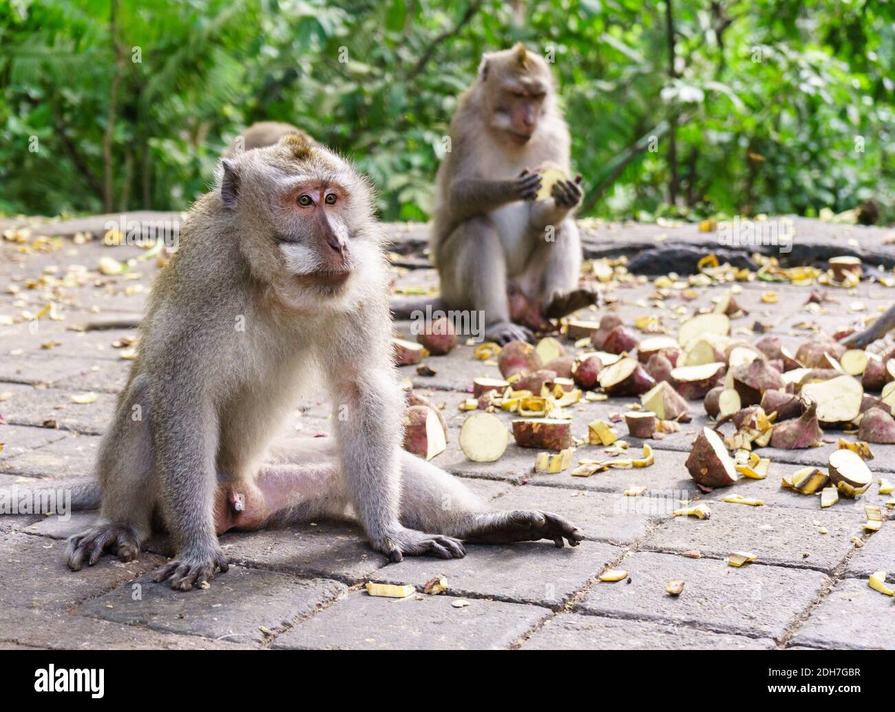 The adult monkeys sit and eat in the forest. Monkey forest, Ubud, Bali ...
