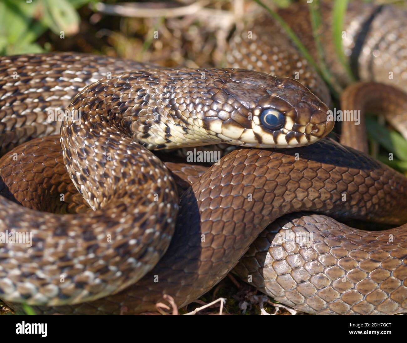 Balkan whip snake, Hierophis gemonensis, Coluber gemonensis in croatia ...