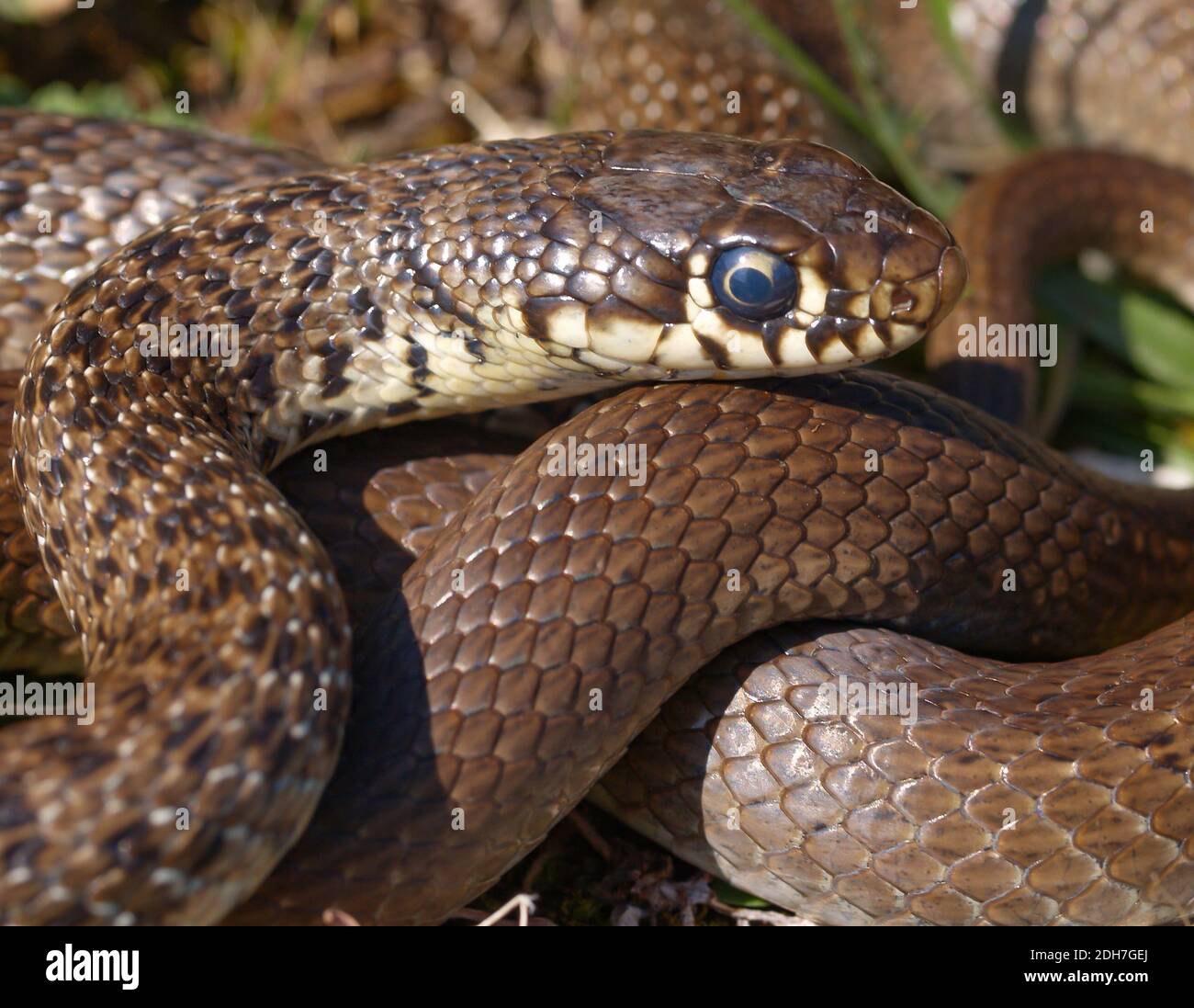 Balkan whip snake, Hierophis gemonensis, Coluber gemonensis in croatia ...