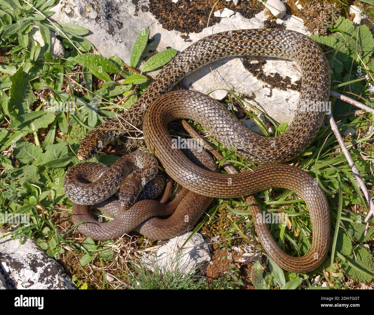 Balkan whip snake, Hierophis gemonensis, Coluber gemonensis in croatia ...