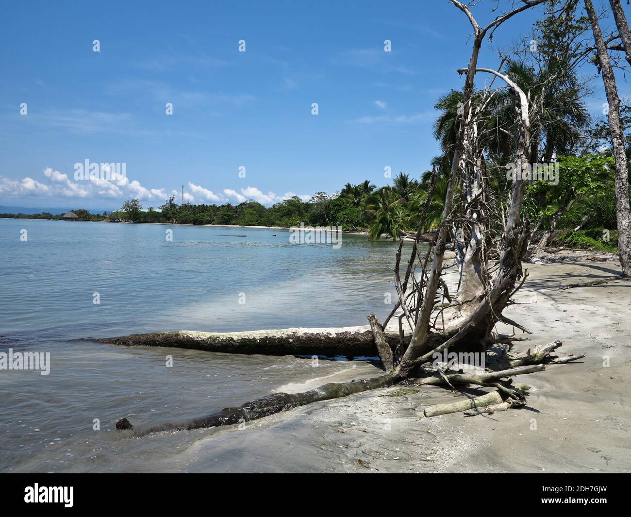 The ree and beach in Panama Stock Photo - Alamy