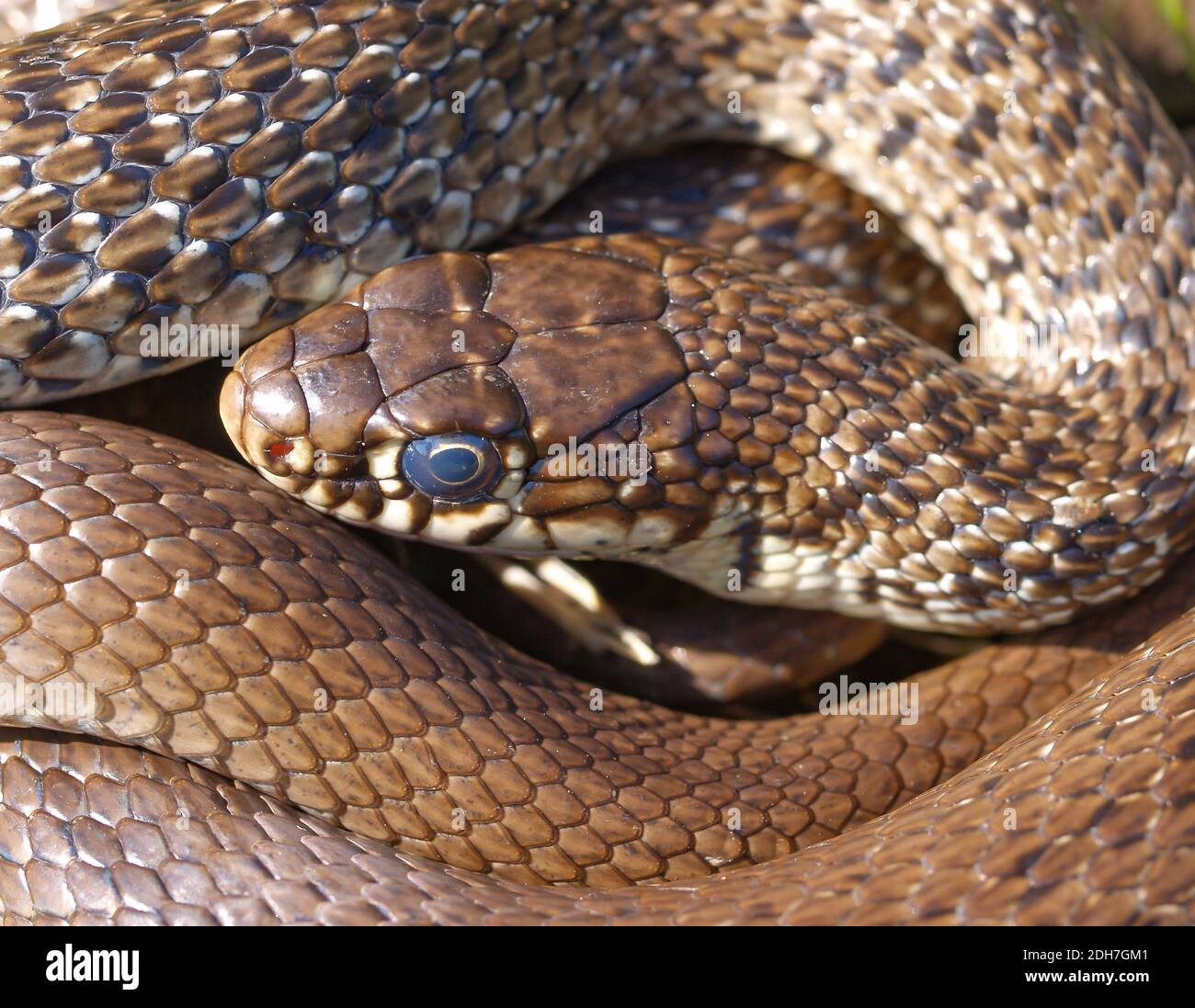 Balkan whip snake, Hierophis gemonensis, Coluber gemonensis in croatia ...