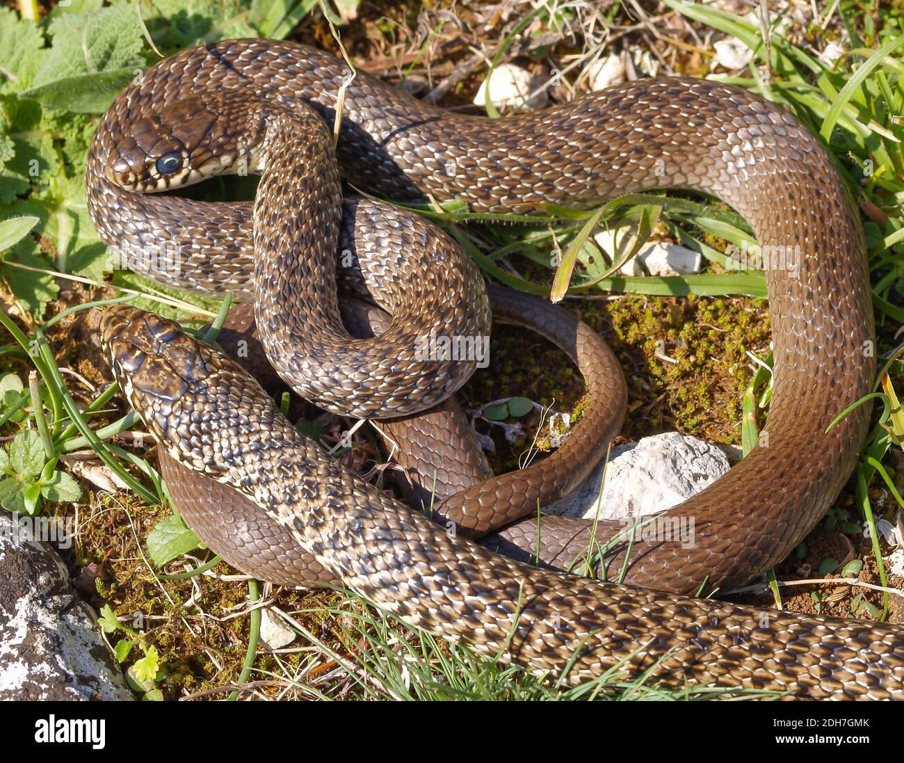 Balkan whip snake, Hierophis gemonensis, Coluber gemonensis in croatia ...