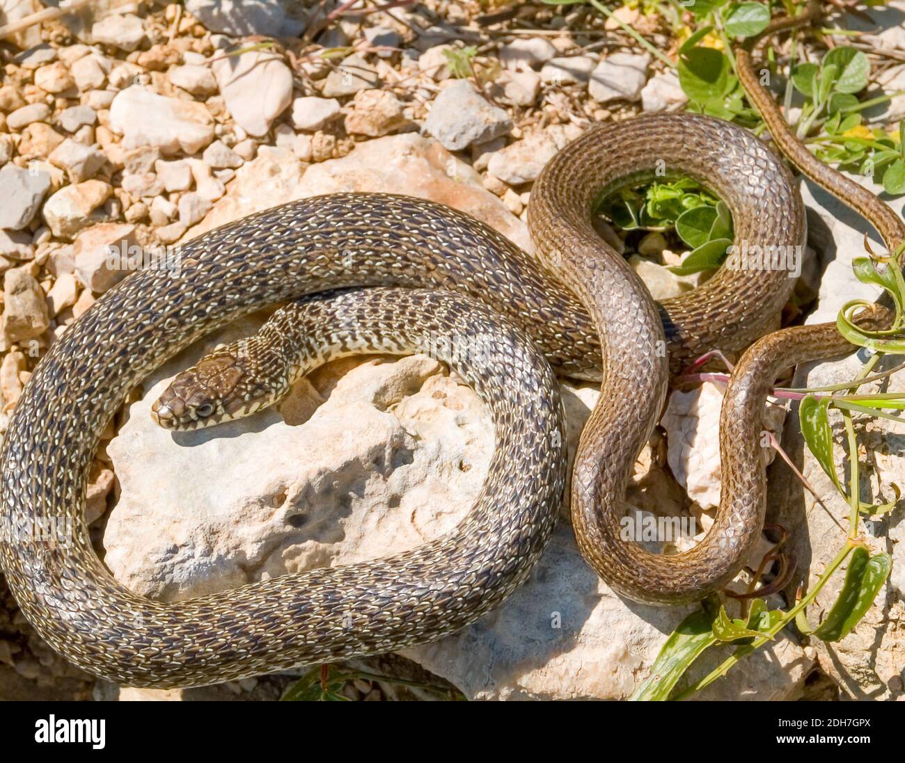 Balkan whip snake, Hierophis gemonensis, Coluber gemonensis in croatia ...
