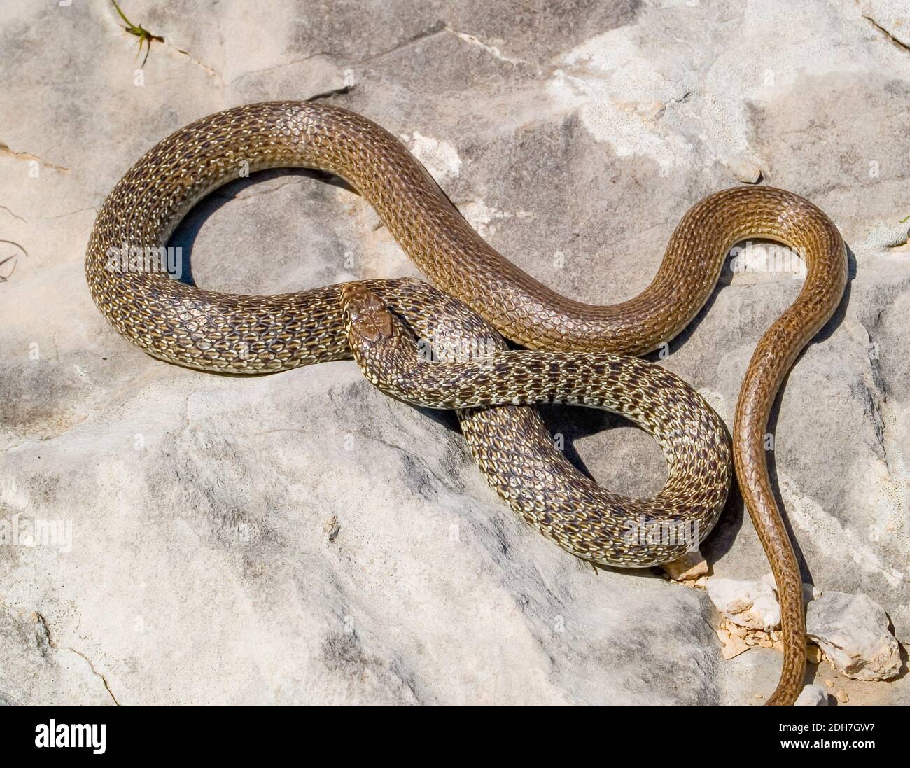 Balkan whip snake, Hierophis gemonensis, Coluber gemonensis in croatia ...