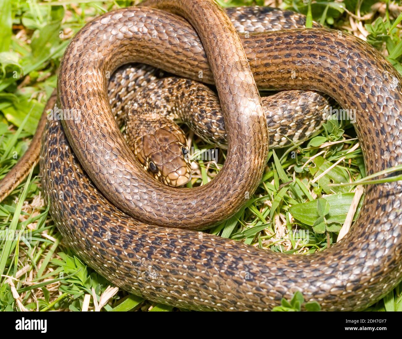 Balkan whip snake, Hierophis gemonensis, Coluber gemonensis in croatia ...