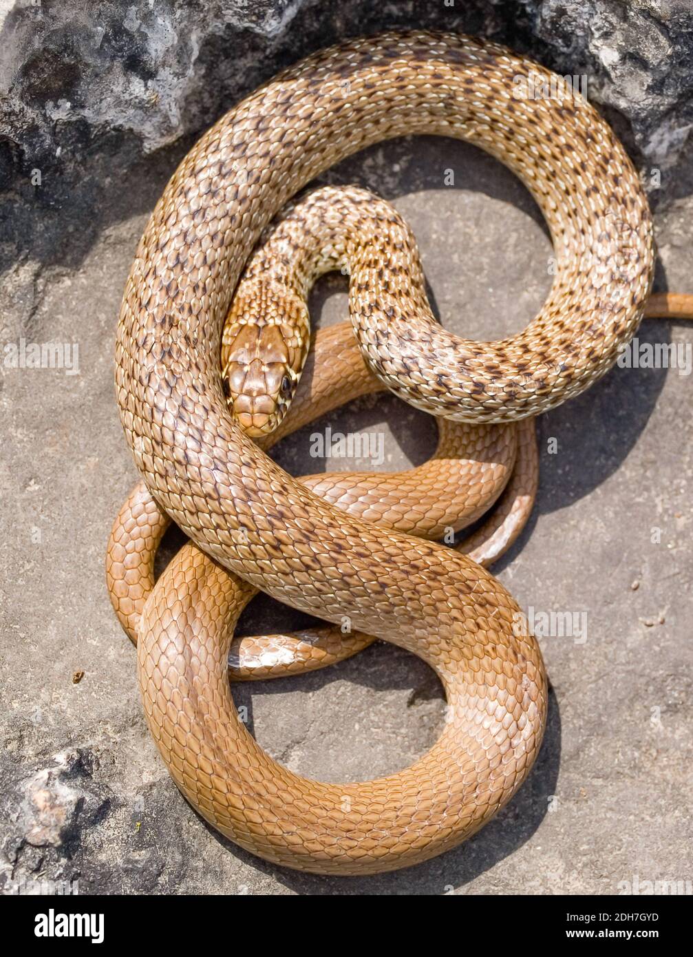 Balkan whip snake, Hierophis gemonensis, Coluber gemonensis in croatia ...