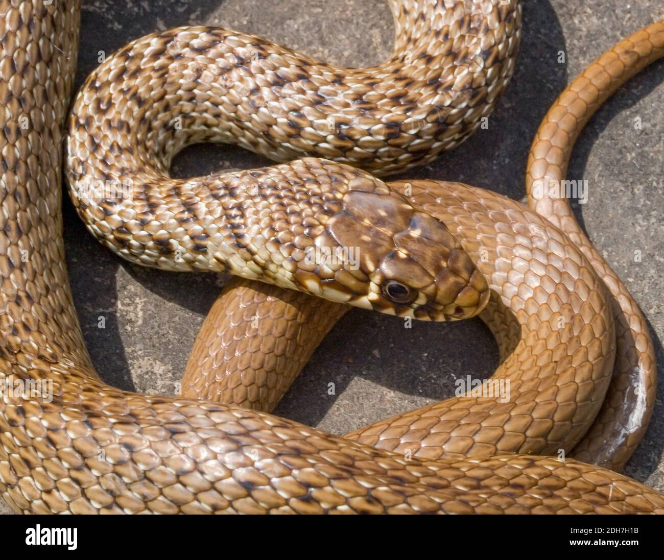 Balkan whip snake, Hierophis gemonensis, Coluber gemonensis in croatia ...