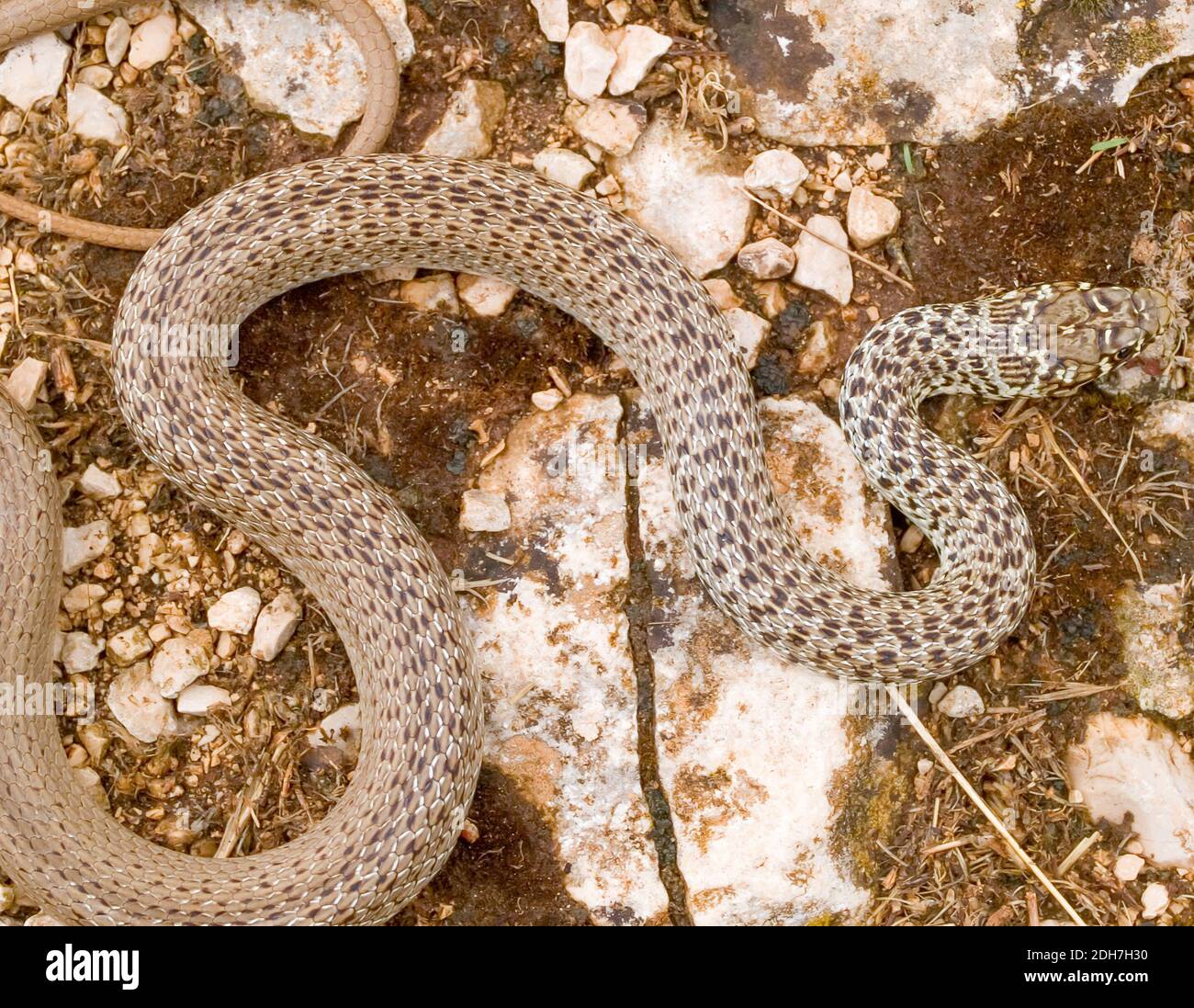 Balkan whip snake, Hierophis gemonensis, Coluber gemonensis in croatia ...