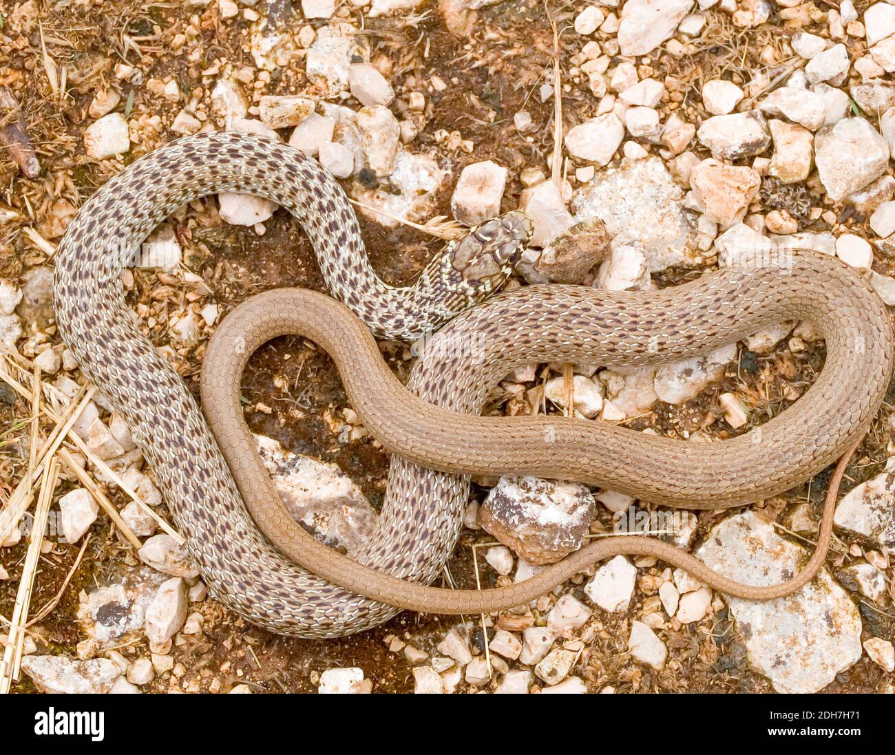 Balkan whip snake, Hierophis gemonensis, Coluber gemonensis in croatia ...