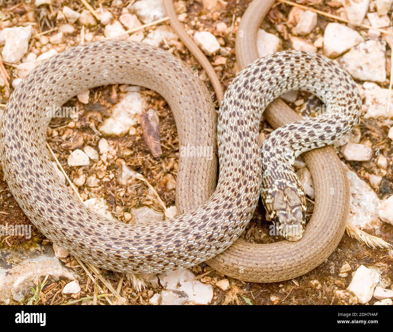 Balkan whip snake, Hierophis gemonensis, Coluber gemonensis in croatia ...