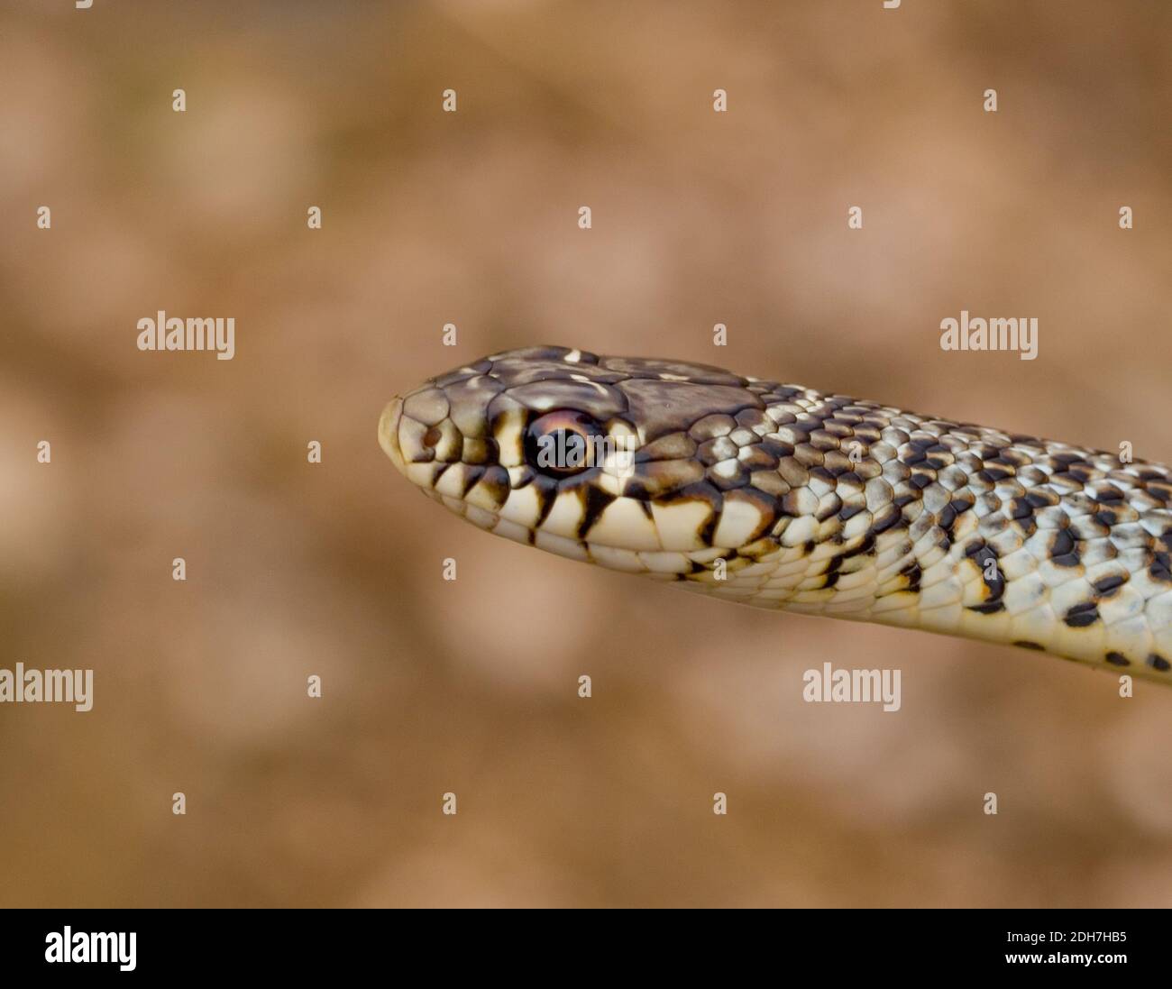 Balkan whip snake, Hierophis gemonensis, Coluber gemonensis in croatia ...