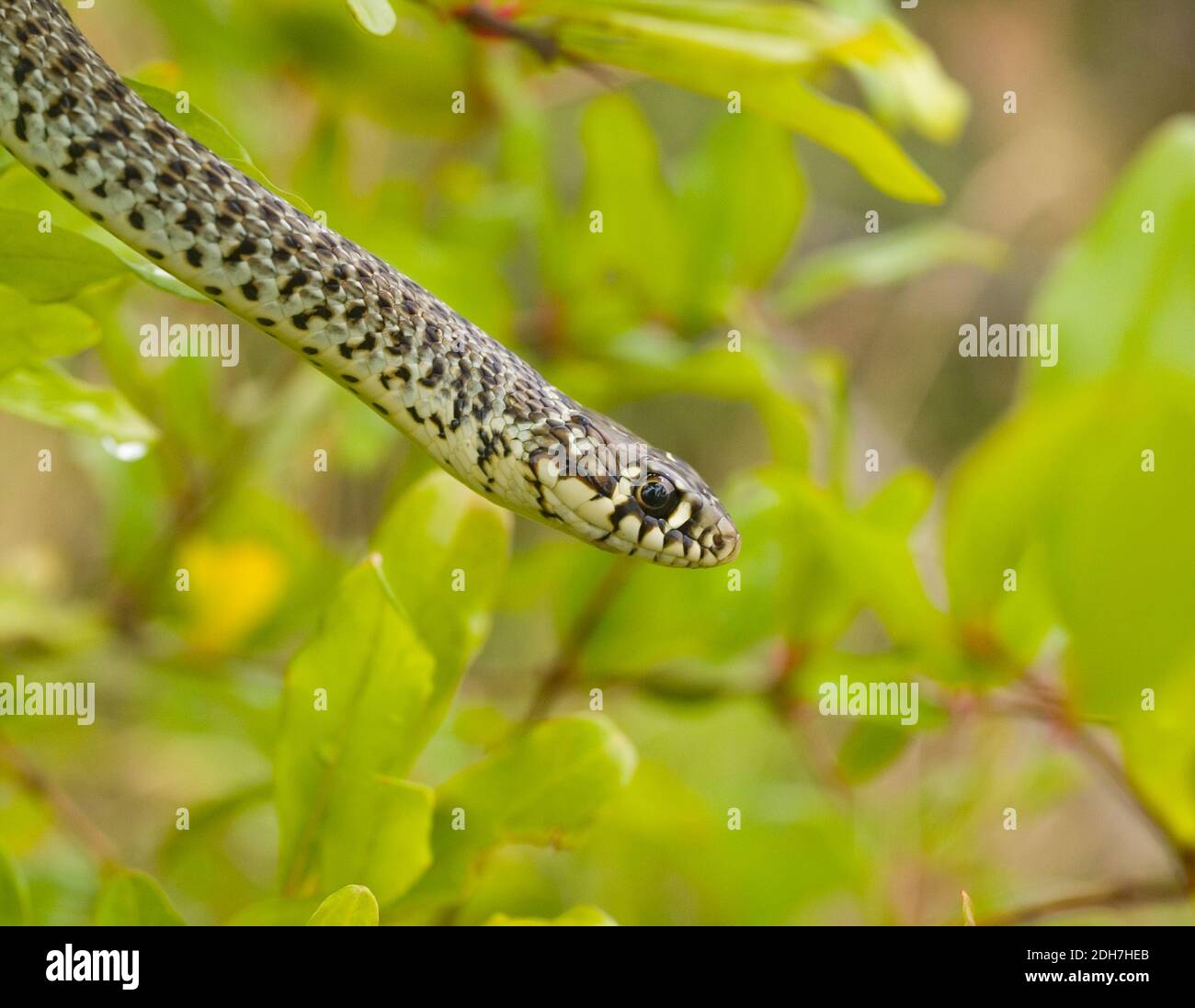Balkan whip snake, Hierophis gemonensis, Coluber gemonensis in croatia ...