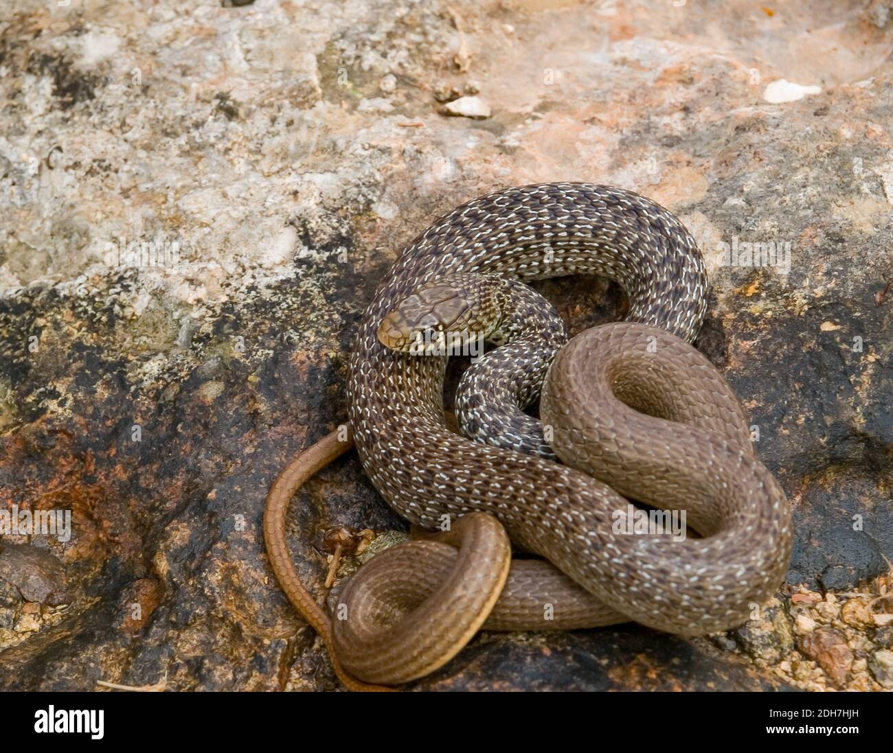 Balkan whip snake, Hierophis gemonensis, Coluber gemonensis in croatia ...