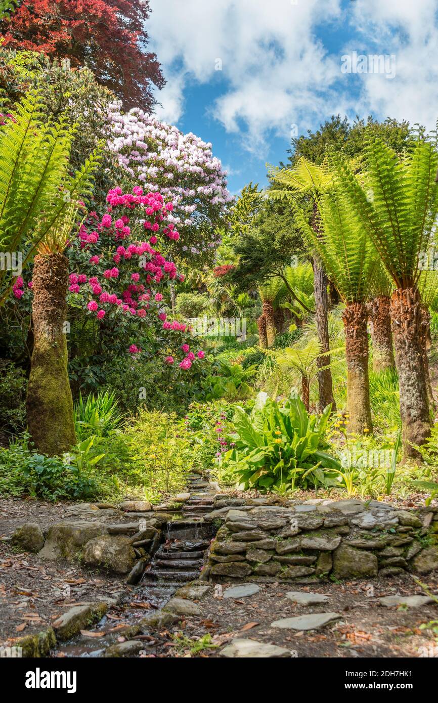 Subtropical Cascade Water Garden at the center of Trebah Garden ...