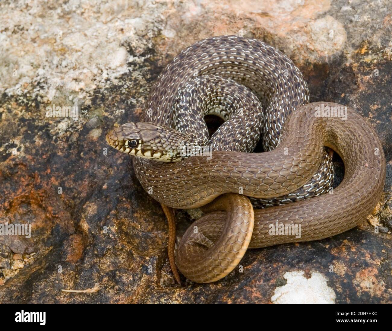 Balkan whip snake, Hierophis gemonensis, Coluber gemonensis in croatia ...