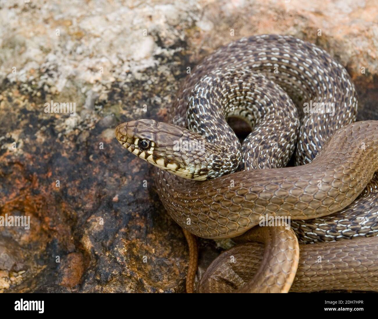 Balkan whip snake hierophis gemonensis hi-res stock photography and ...
