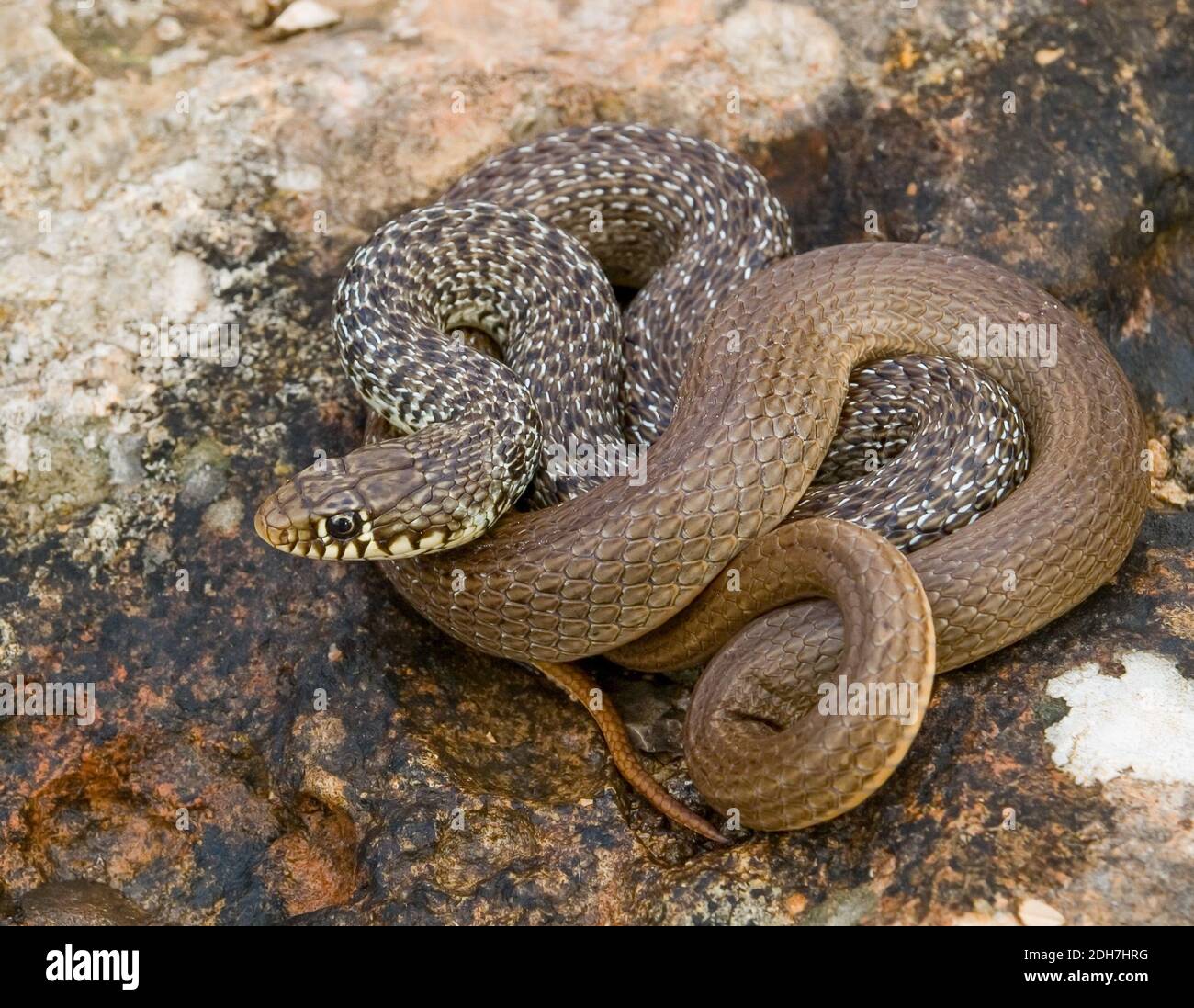 Balkan whip snake, Hierophis gemonensis, Coluber gemonensis in croatia ...