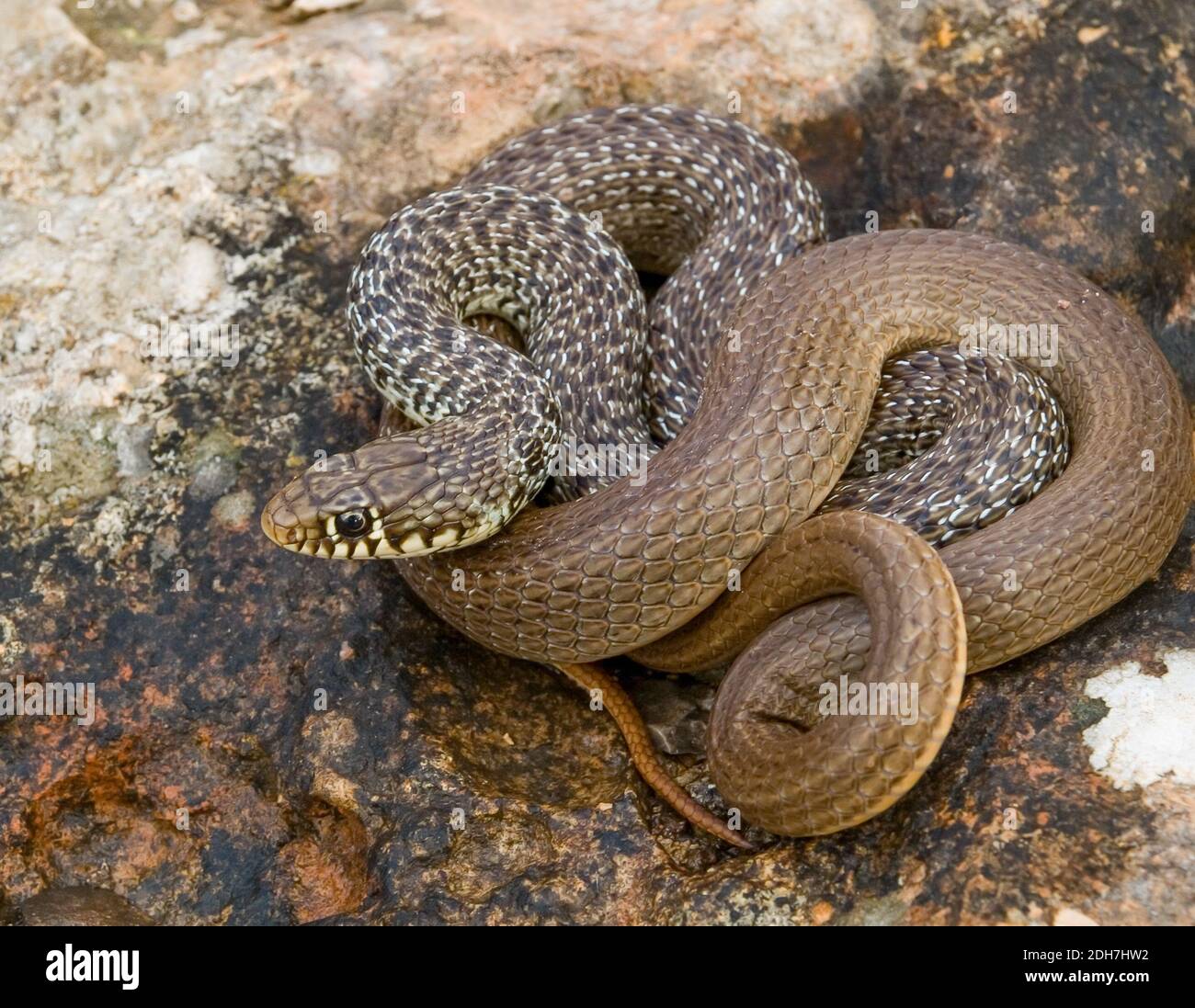 Balkan whip snake, Hierophis gemonensis, Coluber gemonensis in croatia ...