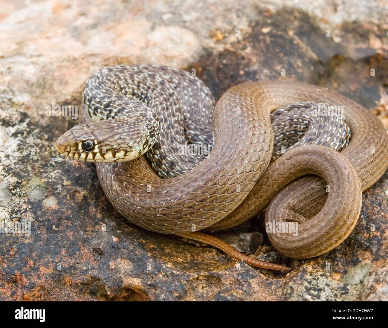 Balkan whip snake, Hierophis gemonensis, Coluber gemonensis in croatia ...