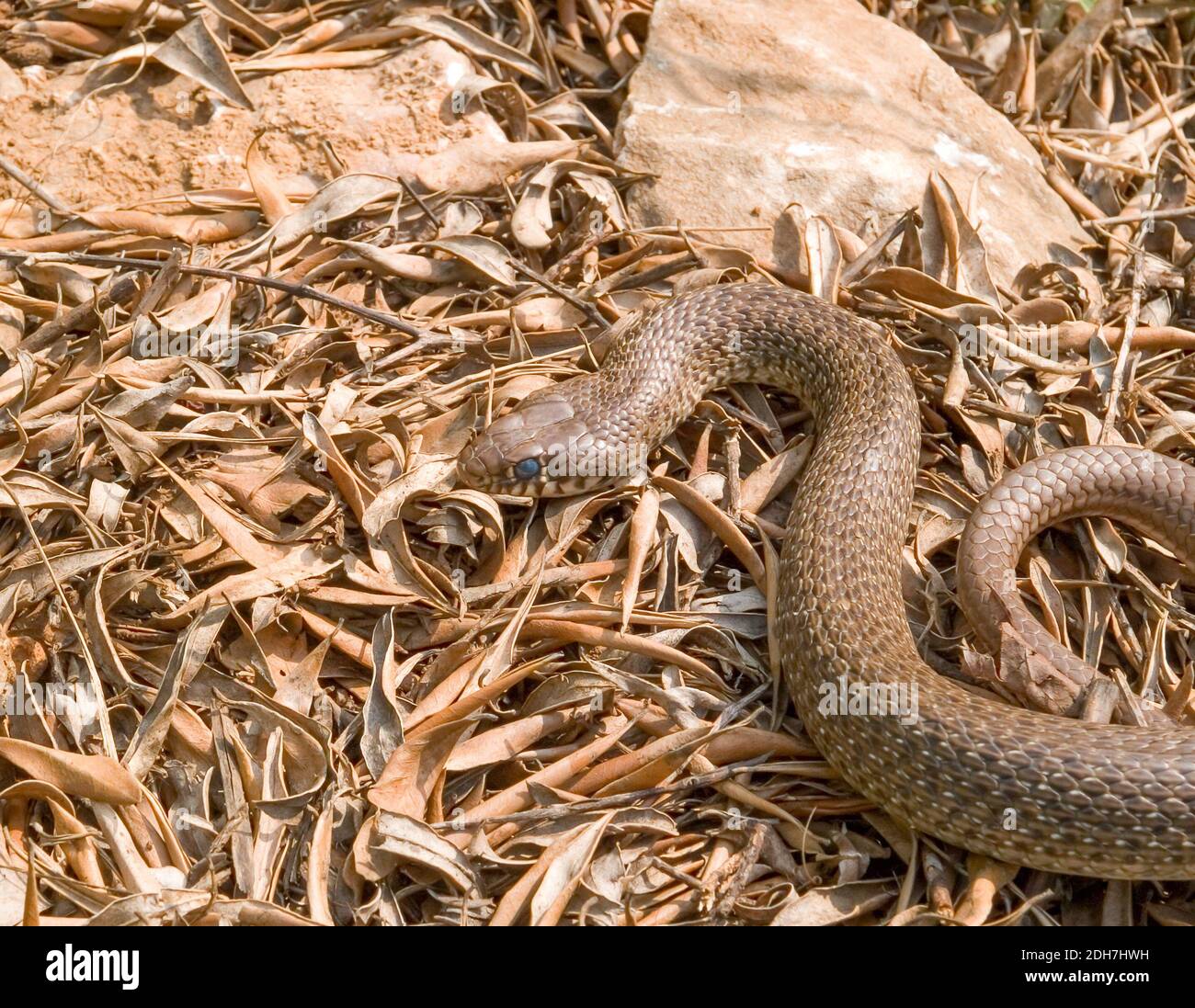 Balkan whip snake, Hierophis gemonensis, Coluber gemonensis in croatia ...