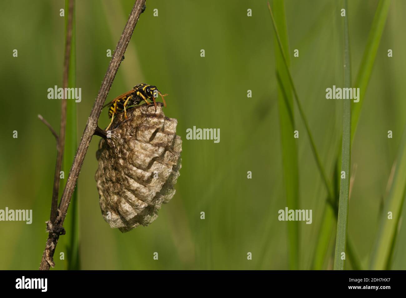 European paper wasp Stock Photo - Alamy