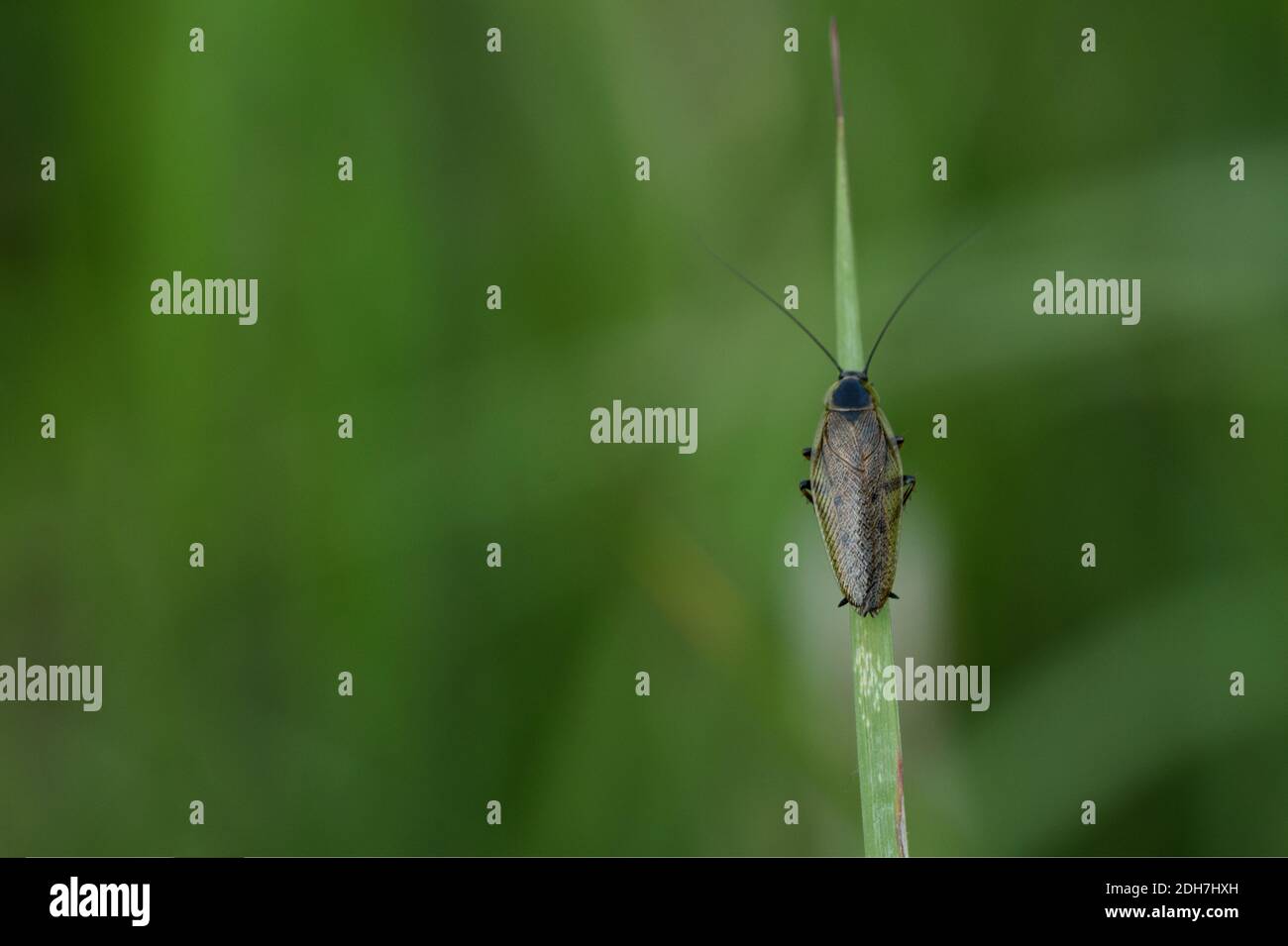 Ectobius cockroach hi-res stock photography and images - Alamy