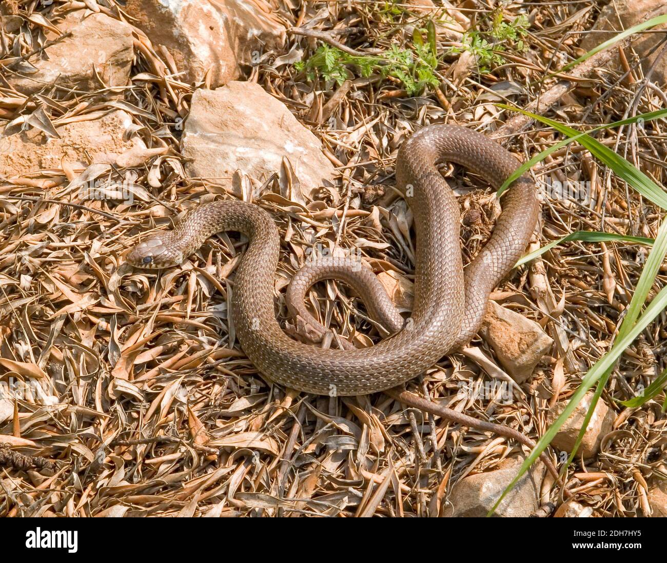 Balkan whip snake, Hierophis gemonensis, Coluber gemonensis in croatia ...